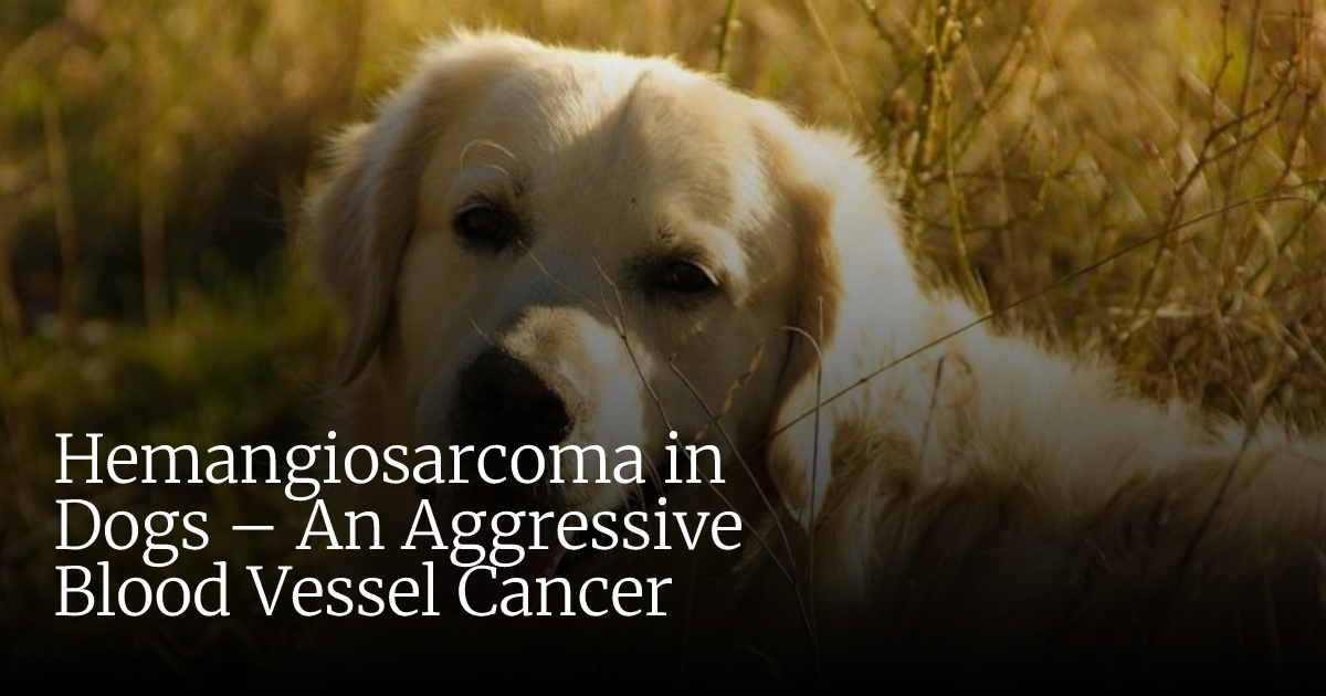 Hemangiosarcoma in Dogs – An Aggressive Blood Vessel Cancer