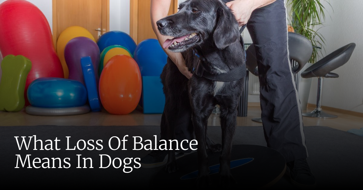 What Loss Of Balance Means In Dogs | Veterinary Emergency + Critical Care