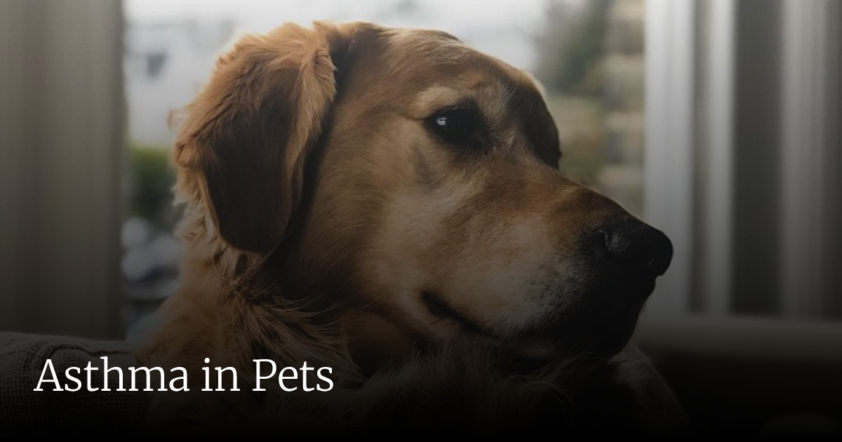 Asthma in Pets | Veterinary Emergency + Critical Care