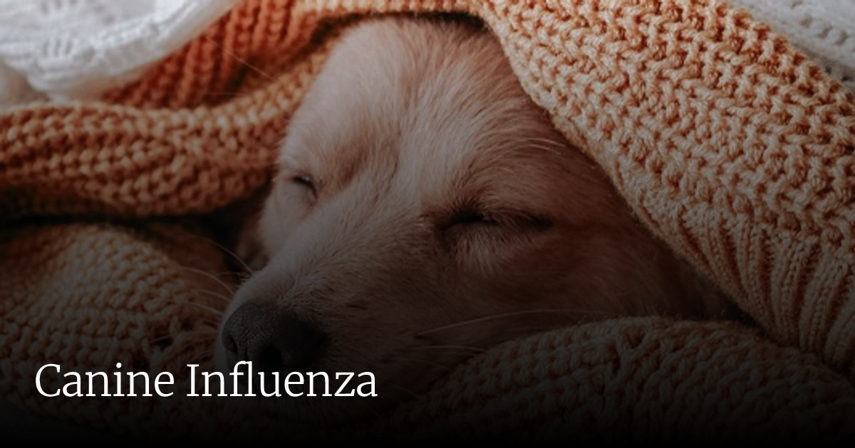 Canine Influenza