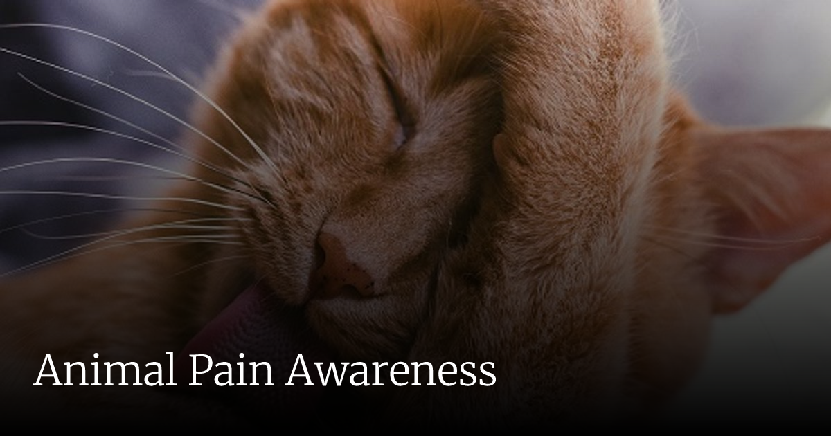 Animal Pain Awareness | Veterinary Emergency + Critical Care