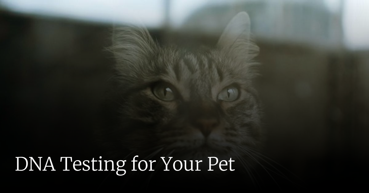 DNA Testing for Your Pet
