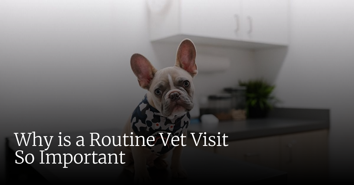Why is a Routine Vet Visit So Important