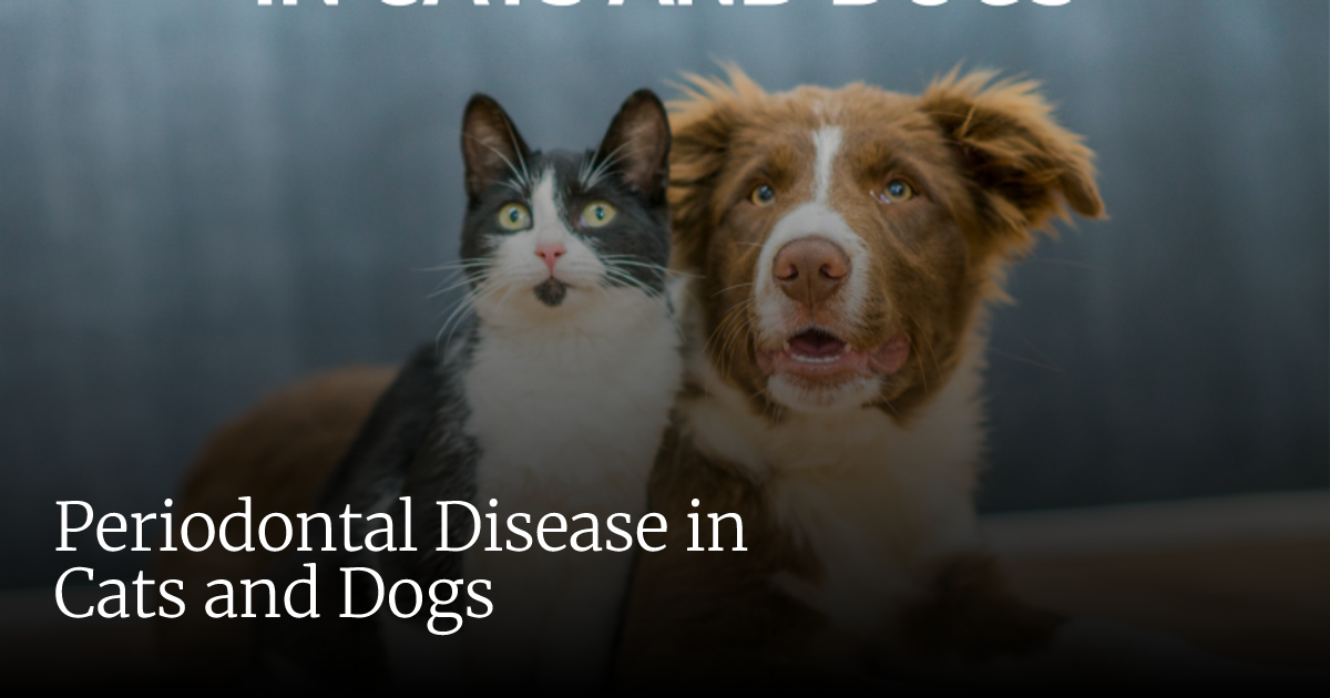 Periodontal Disease in Cats and Dogs