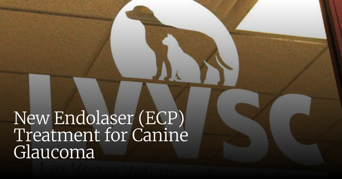 New Endolaser (ECP) Treatment for Canine Glaucoma