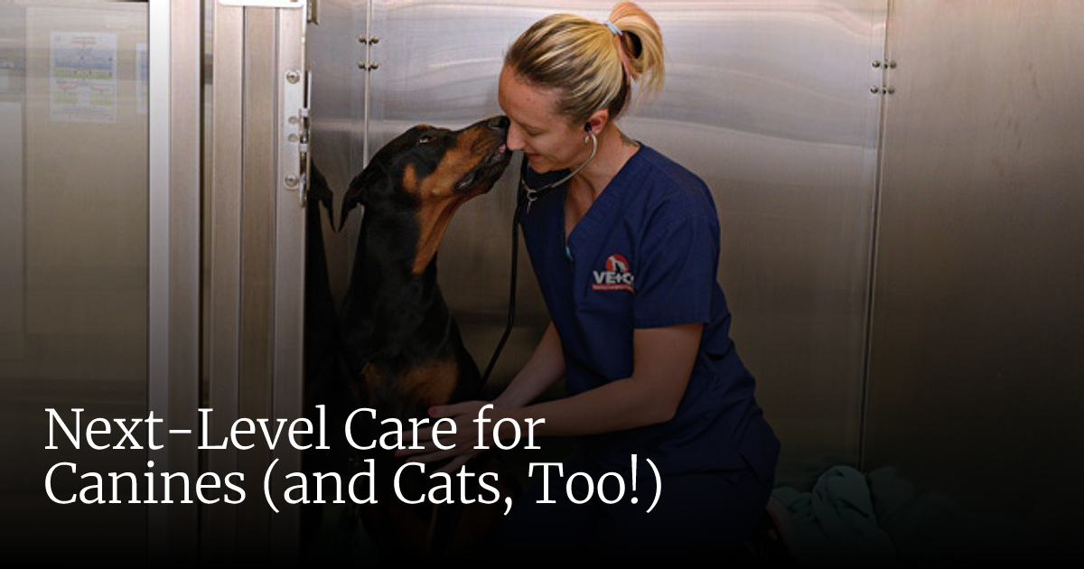 Next-Level Care for Canines (and Cats, Too!)
